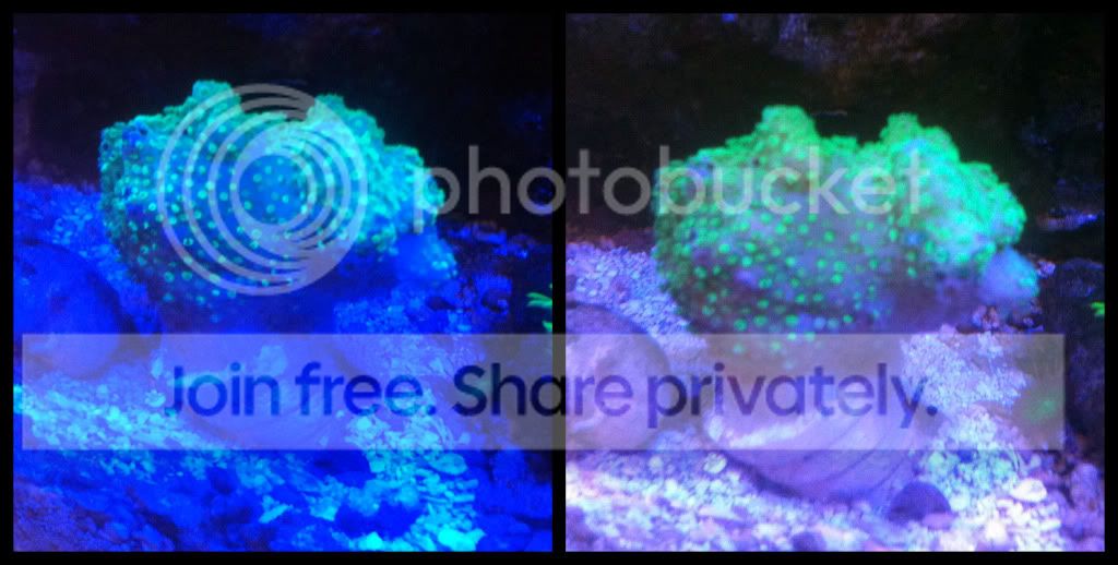 Pico Reef Aquarium