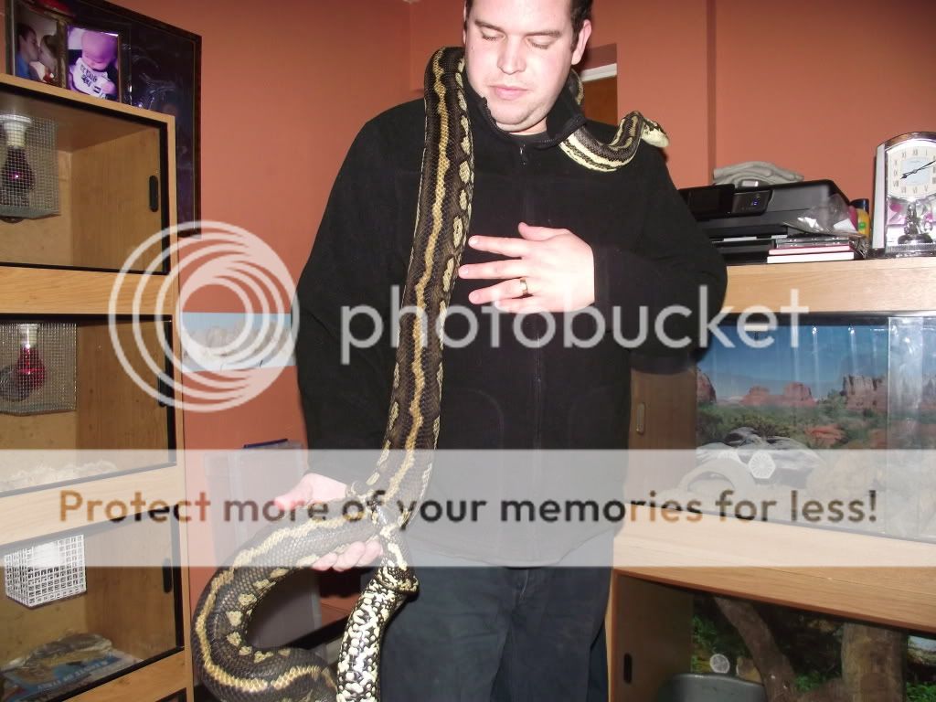 W Midlands - Male 10ft striped coastal carpet python.. | Reptile Forums