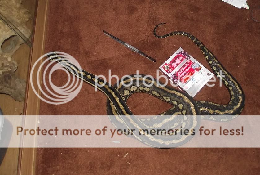 W Midlands - Male 10ft striped coastal carpet python.. | Reptile Forums
