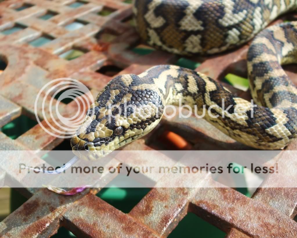 Irian Jaya out in the sun! | Reptile Forums